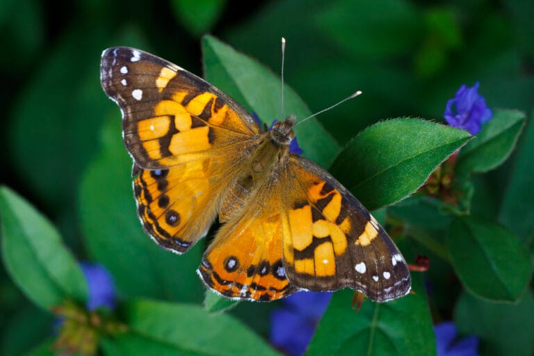 Indiana Butterflies Identification Guide (2023) - The Gardening Dad