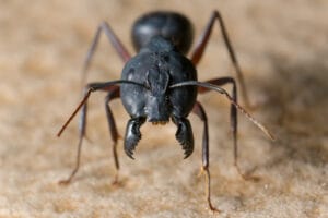 Kentucky Insect Identification Guide (2023) - The Gardening Dad