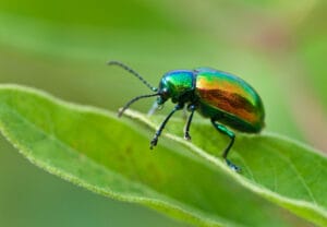 Kentucky Insect Identification Guide (2023) - The Gardening Dad