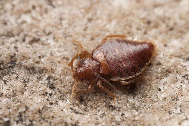 Delaware Insect Identification Guide (2023) - The Gardening Dad