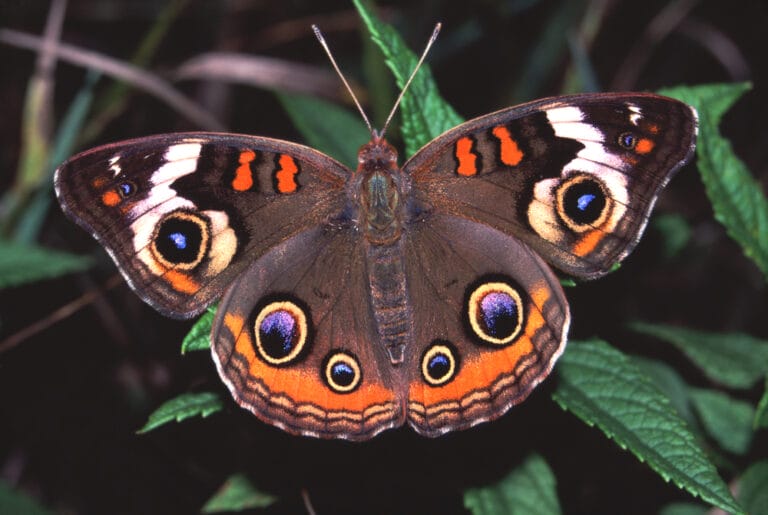 Florida Butterflies Identification Guide (2023) - The Gardening Dad
