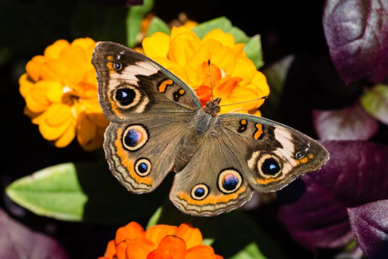 Florida Butterflies Identification Guide (2023) - The Gardening Dad
