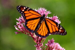 Kentucky Insect Identification Guide (2023) - The Gardening Dad