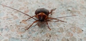 Colorado Insect Identification Guide (2023) - The Gardening Dad