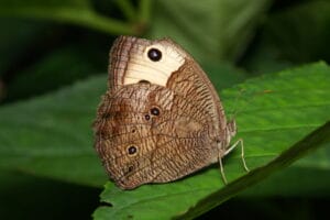 Virginia Butterflies Identification Guide (2023) - The Gardening Dad