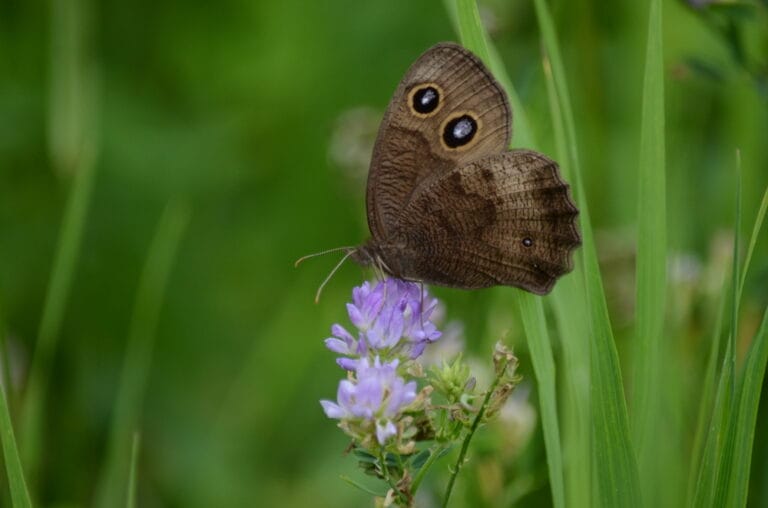 Georgia Butterflies Identification Guide (2023) - The Gardening Dad