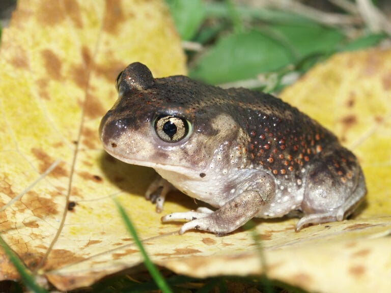 Wisconsin Frog Identification Guide (2023) - The Gardening Dad