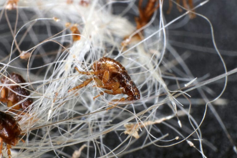 Kansas Insect Identification Guide (2023) - The Gardening Dad