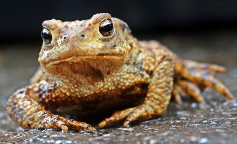 Maryland Frog Identification Guide (2023) - The Gardening Dad