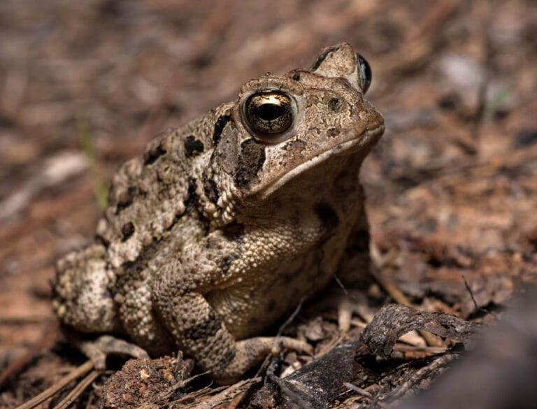 Florida Frog Identification Guide (2023) - The Gardening Dad
