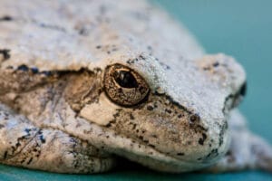 Alabama Frog Identification Guide (2023) - The Gardening Dad