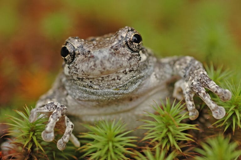 Indiana Frog Identification Guide (2023) - The Gardening Dad