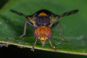 Tennessee Insect Identification Guide (2023) - The Gardening Dad