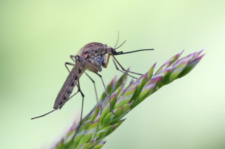Delaware Insect Identification Guide (2023) - The Gardening Dad