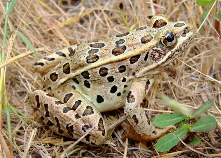 Alabama Frog Identification Guide (2023) - The Gardening Dad