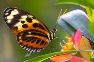 Georgia Butterflies Identification Guide (2023) - The Gardening Dad