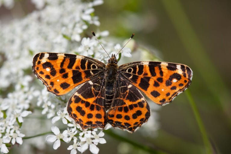 10 Most Common Butterflies in Minnesota (2023 Guide) - The Gardening Dad
