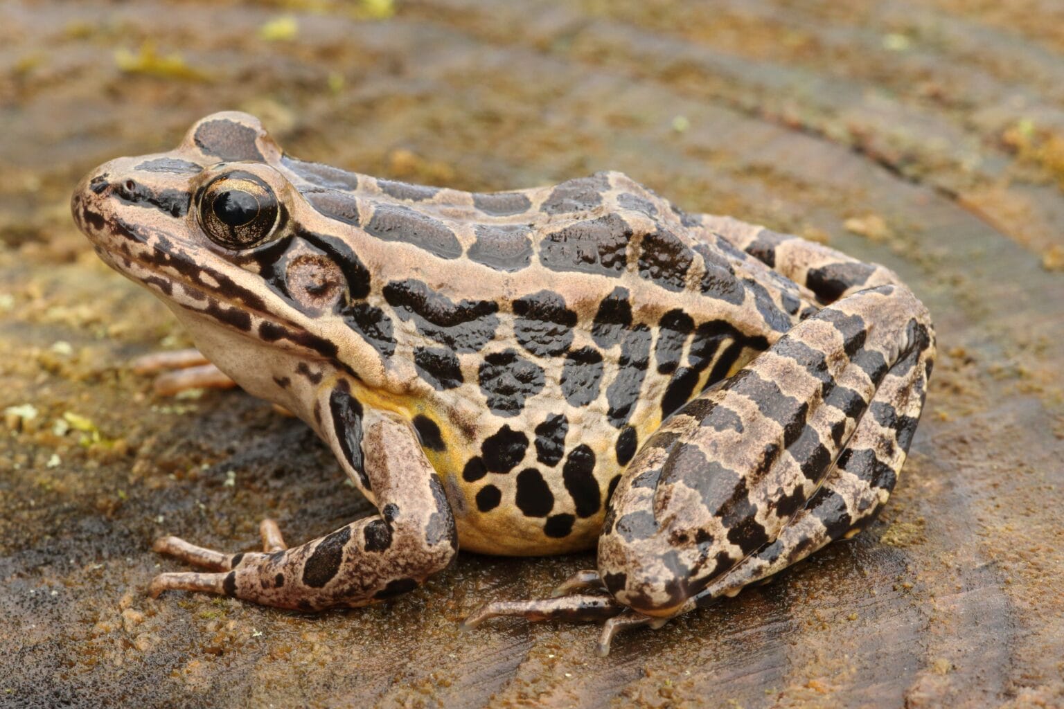 Minnesota Frog Identification Guide (2023) - The Gardening Dad