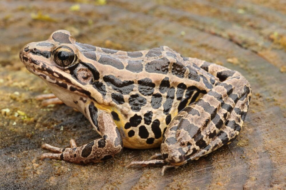 Wisconsin Frog Identification Guide (2023) - The Gardening Dad
