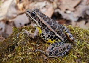 Ohio Frog Identification Guide (2023) - The Gardening Dad