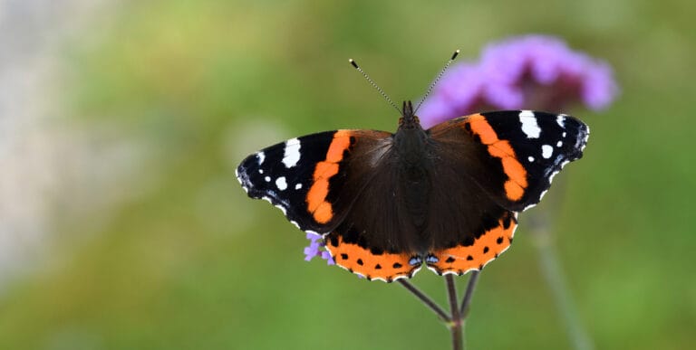 Florida Butterflies Identification Guide (2023) - The Gardening Dad