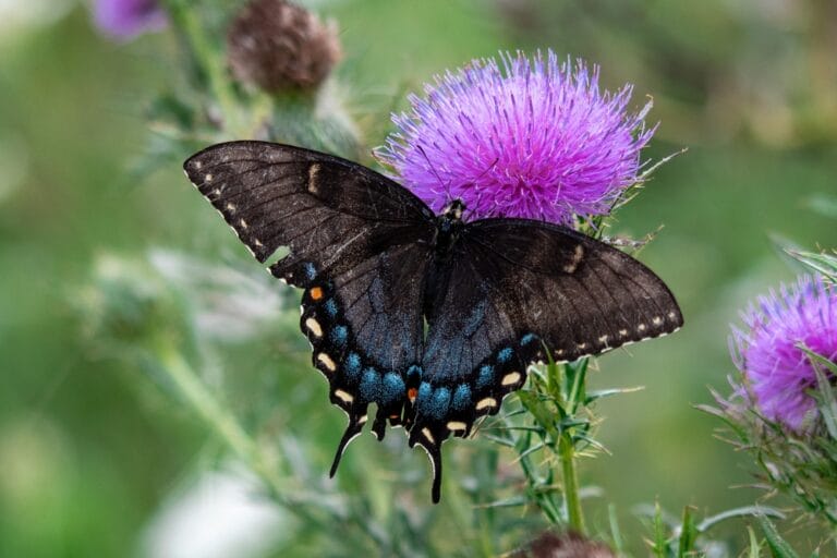 California Butterflies Identification Guide (2023) - The Gardening Dad