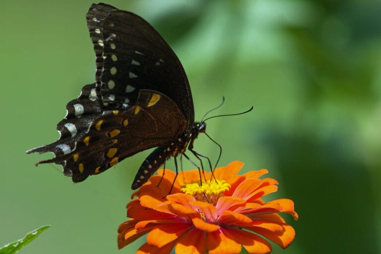 Butterflies of Maryland Field Guide (2023) - The Gardening Dad