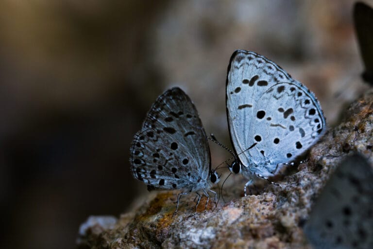 Florida Butterflies Identification Guide (2023) - The Gardening Dad