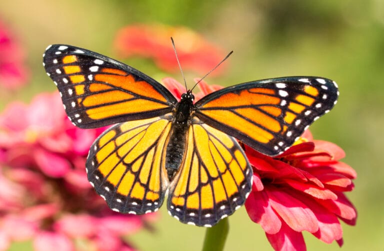 Florida Butterflies Identification Guide (2023) - The Gardening Dad