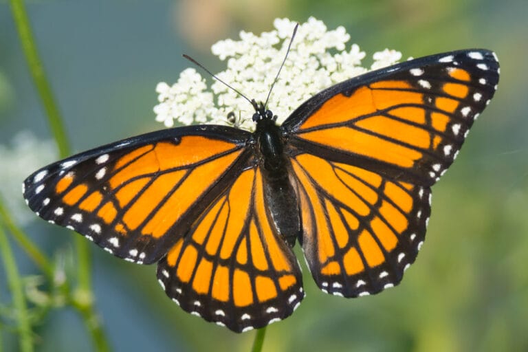 California Butterflies Identification Guide (2023) - The Gardening Dad