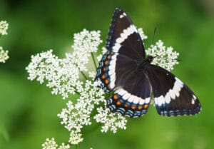 Indiana Butterflies Identification Guide (2023) - The Gardening Dad