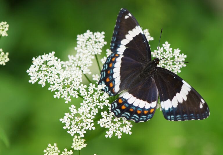 Florida Butterflies Identification Guide (2023) - The Gardening Dad