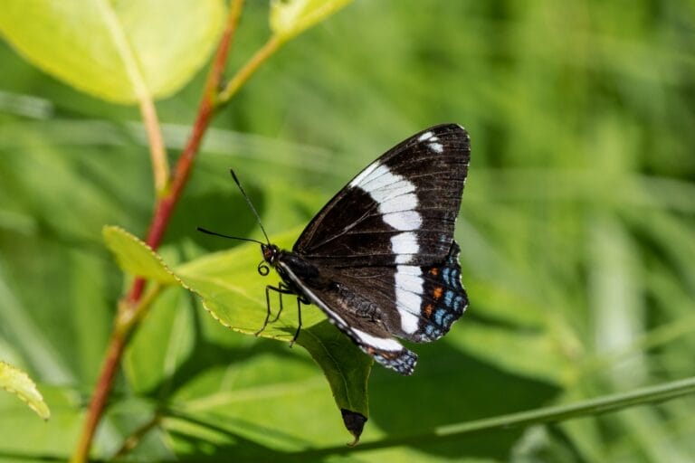Florida Butterflies Identification Guide (2023) - The Gardening Dad