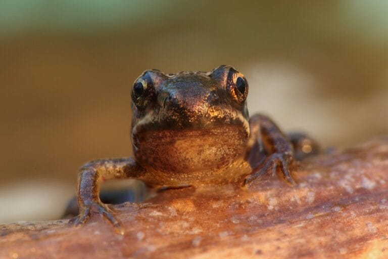 Ohio Frog Identification Guide (2023) - The Gardening Dad