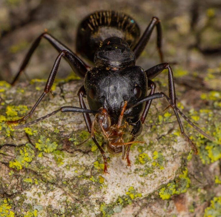 10 Common Little Black Bugs in Washington (2023 Guide) - The Gardening Dad