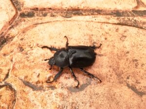 10 Common Little Black Bugs in Arizona (2023 Guide) - The Gardening Dad