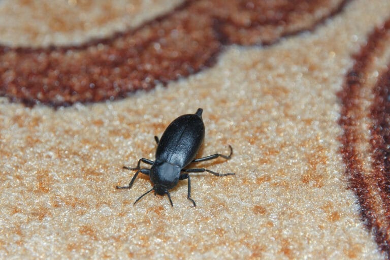 10 Common Little Black Bugs in Florida (2023 Guide) - The Gardening Dad