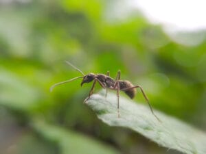 10 Common Little Black Bugs in Iowa (2023 Guide) - The Gardening Dad