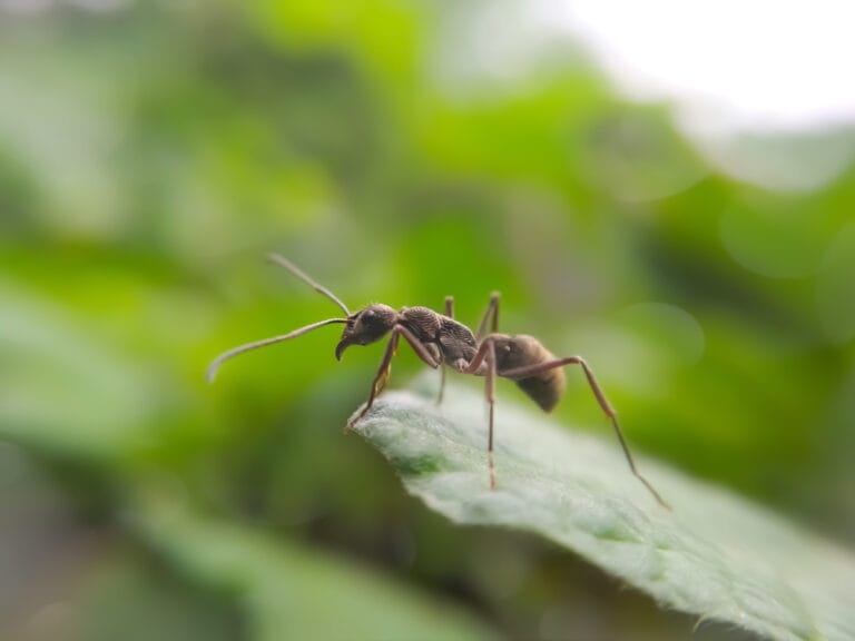 10 Common Little Black Bugs in Iowa (2023 Guide) - The Gardening Dad