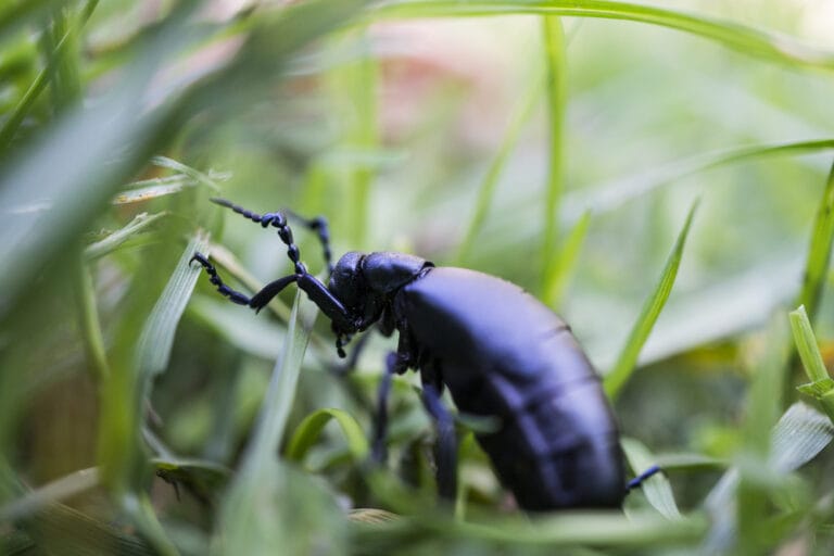 10 Common Little Black Bugs in Virginia (2023 Guide) - The Gardening Dad