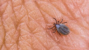 10 Common Little Black Bugs in Michigan (2023 Guide) - The Gardening Dad