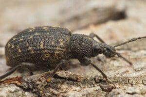 10 Common Little Black Bugs in Iowa (2023 Guide) - The Gardening Dad