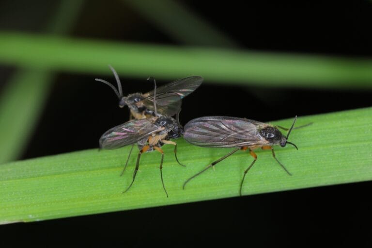 10 Most Common Black Bugs in Ohio - The Gardening Dad