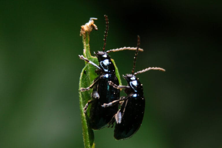 10 Tiny Black Bugs that Bite in South Carolina (2023 Guide) - The ...
