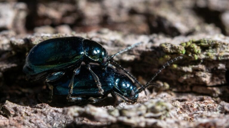 10 Common Little Black Bugs in Michigan (2023 Guide) - The Gardening Dad