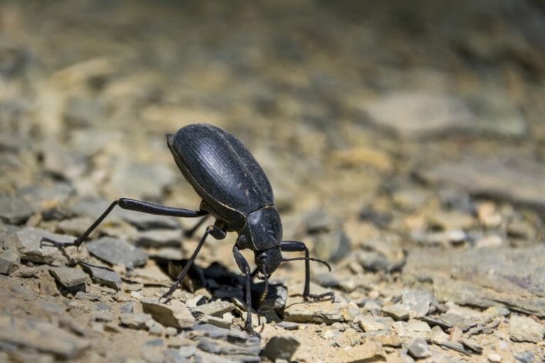 10 Common Little Black Bugs in North Carolina (2023 Guide) - The ...