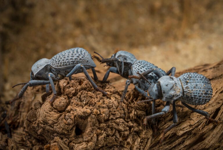 10 Common Little Black Bugs in Arizona (2023 Guide) - The Gardening Dad
