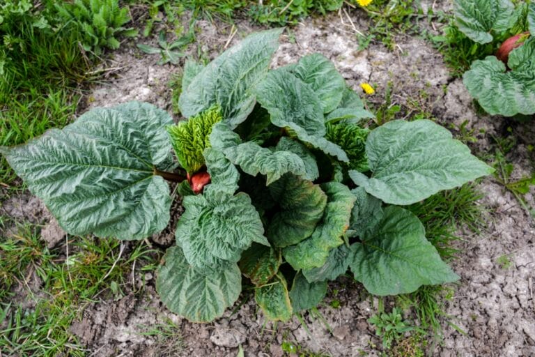 10 BEST Perennial Vegetables in Ohio (2023 Guide) - The Gardening Dad