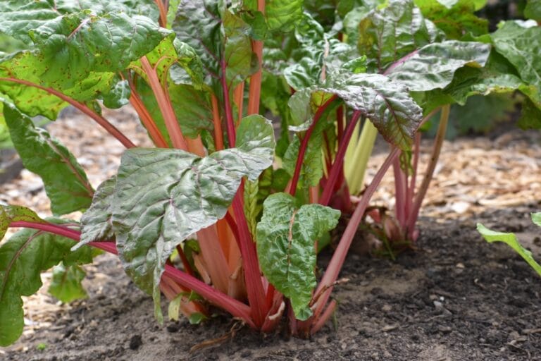 10 BEST Perennial Vegetables in Ohio (2023 Guide) - The Gardening Dad