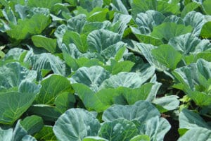 12 BEST Vegetables to Grow in Arizona (2023 Guide) - The Gardening Dad